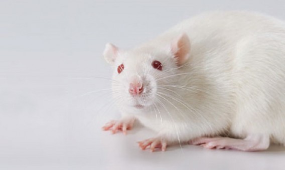 GMOs and other poisons – Why it matters what ‘lab rats’ eat