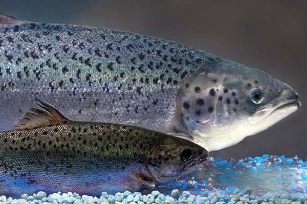 GMO salmon approved for human consumption